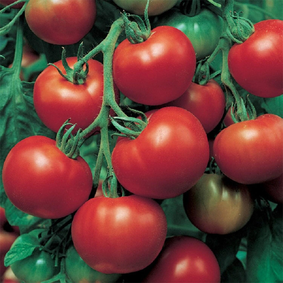 50+ Seeds Tomato Seeds Tomato Super Sioux Slicing Tomato - Perfect for – Seeds World Garden