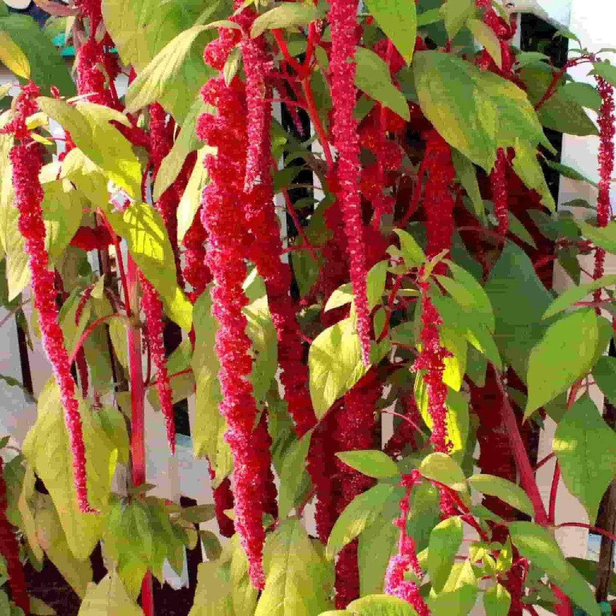 Pcs Amaranth Caudat Bleeding Flower Seeds Amaranth Seeds Amaranth Pani – Seeds World Garden