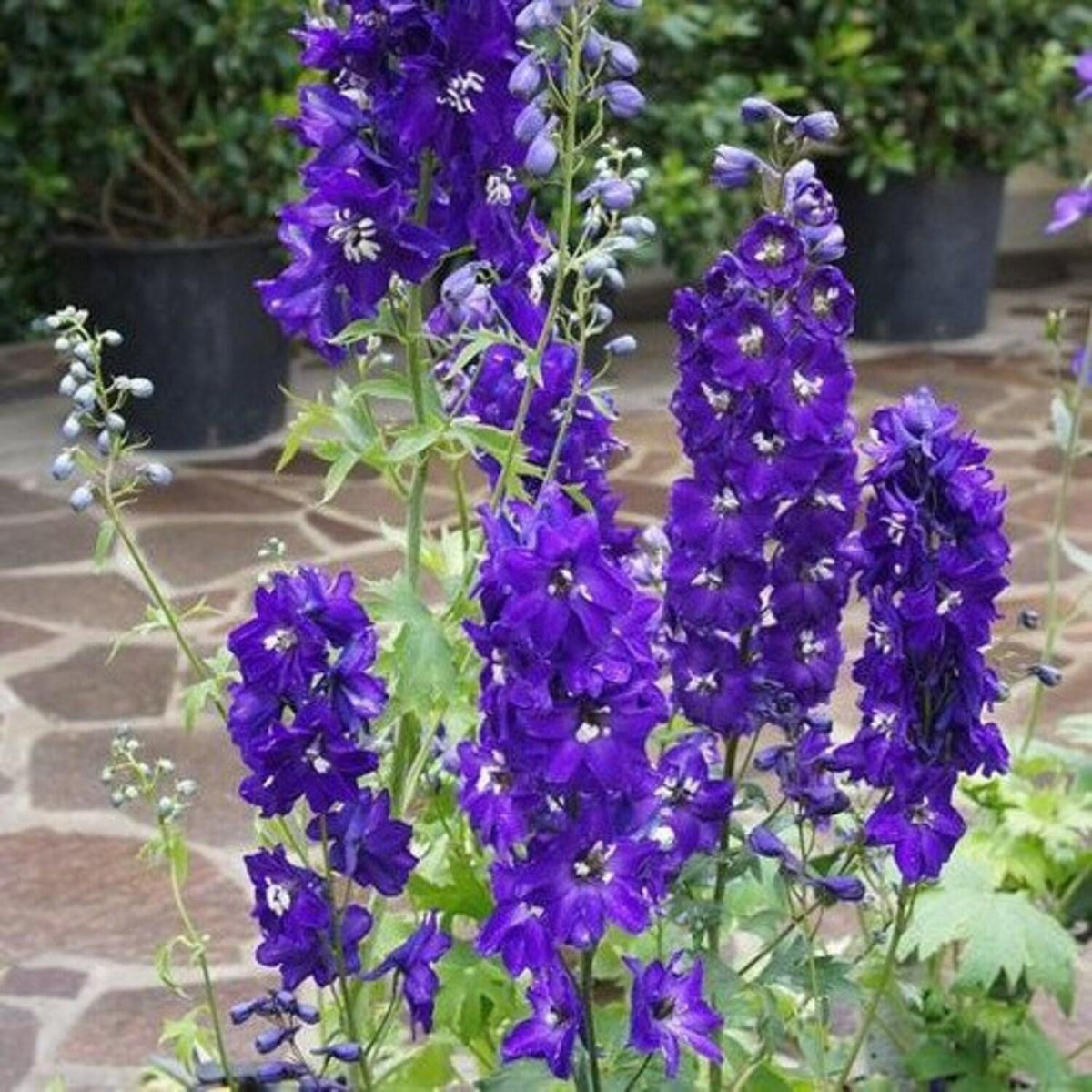 Delphinium King Arthur Flower Seeds (delphinium Cultorum) 50+ Seeds - – Seeds World Garden