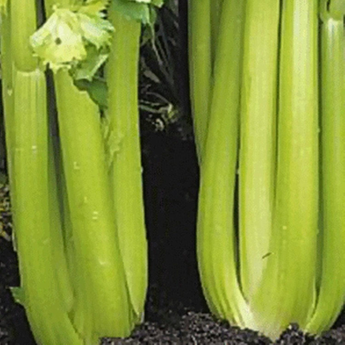 Celery Pascal Seeds For Planting 100+ Seeds - Perfect for Planting and – Seeds World Garden