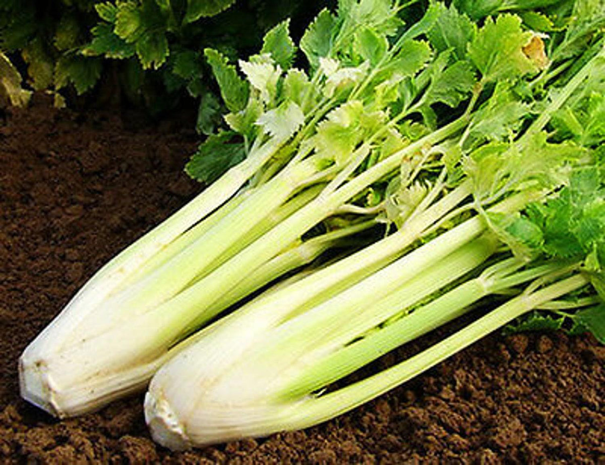 100+ Seeds Celery Utah Vegetable Seeds Apium Graveolens Long Leaf Cele – Seeds World Garden