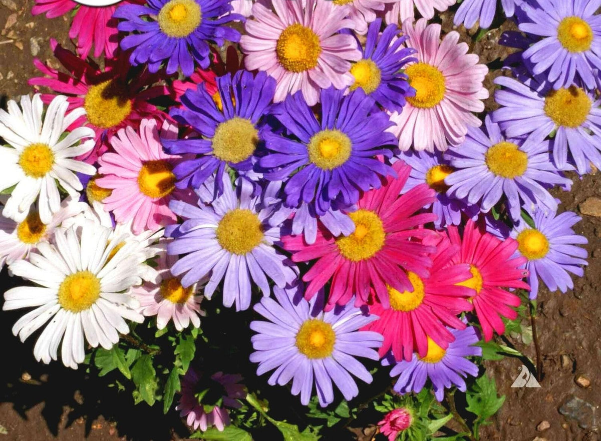 Aster Dwarf Rainbow Mix 100+ Seeds Drought Tolerant Aster Seeds For Be – Seeds World Garden
