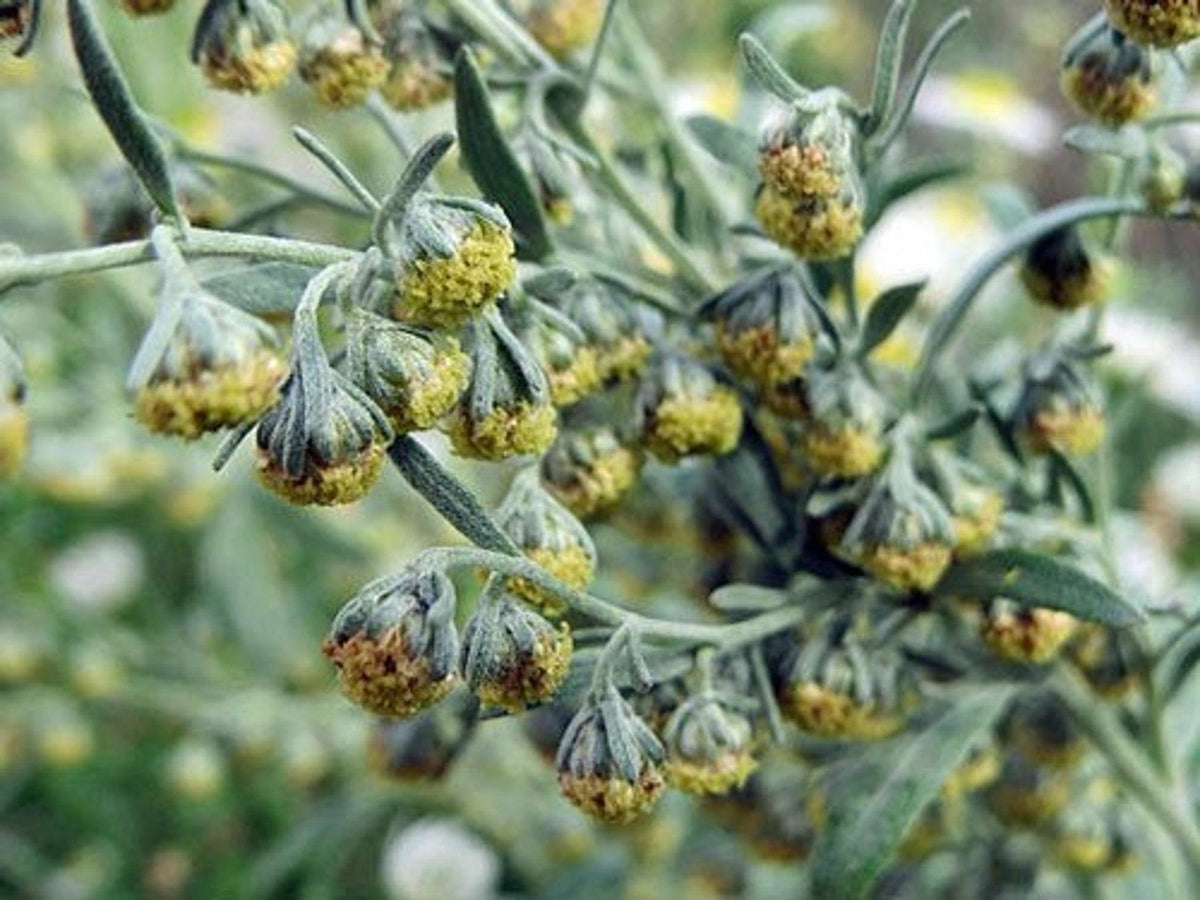 Artemisia Absinthium Grand Wormwood Mugwort 35+ Seeds Tiny Seeds - Per – Seeds World Garden