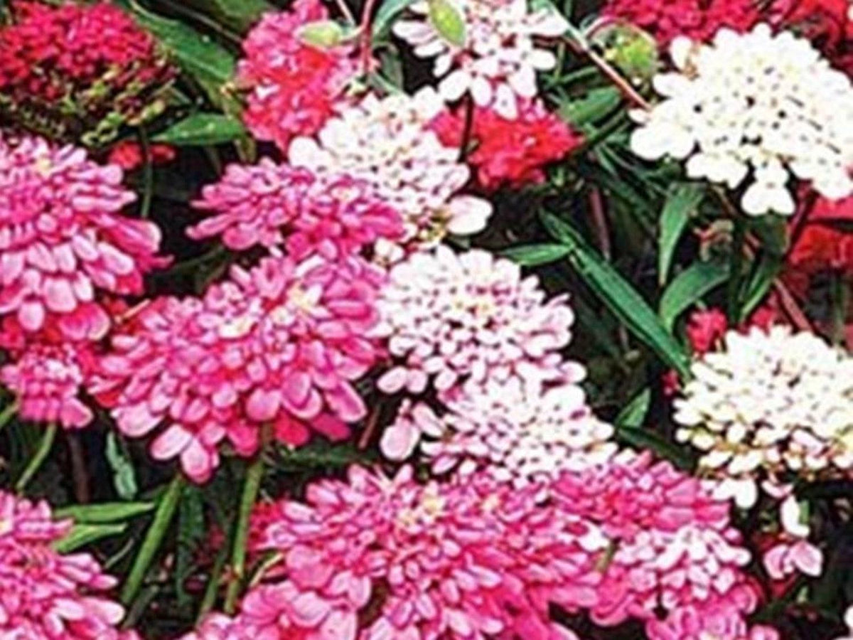 Candytuft Dwarf Fairy Mixed Iberis Sempervirens S35+ Seeds - Perfect f – Seeds World Garden