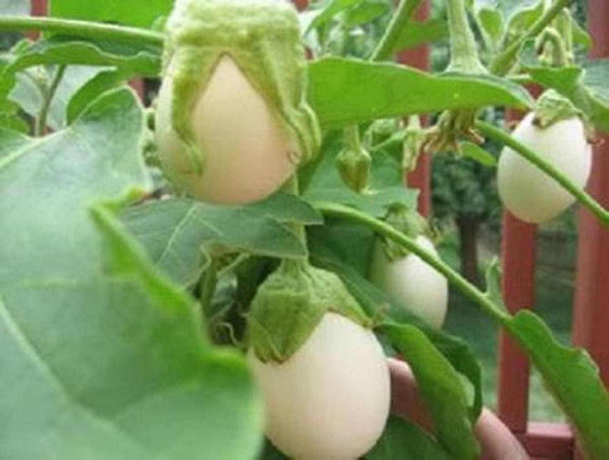 Ornamental Eggplant Edible 35+ Seeds Solanum Melongena Golden Eggs Als – Seeds World Garden