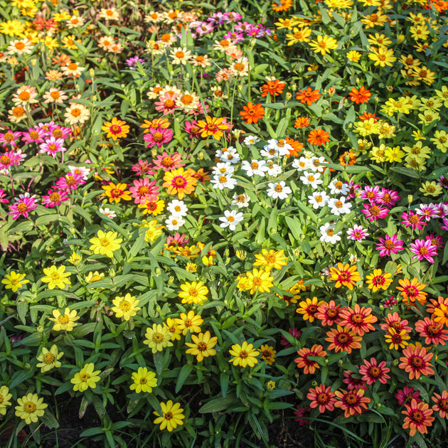 PERENNIAL FLOWERS – Seeds World Garden
