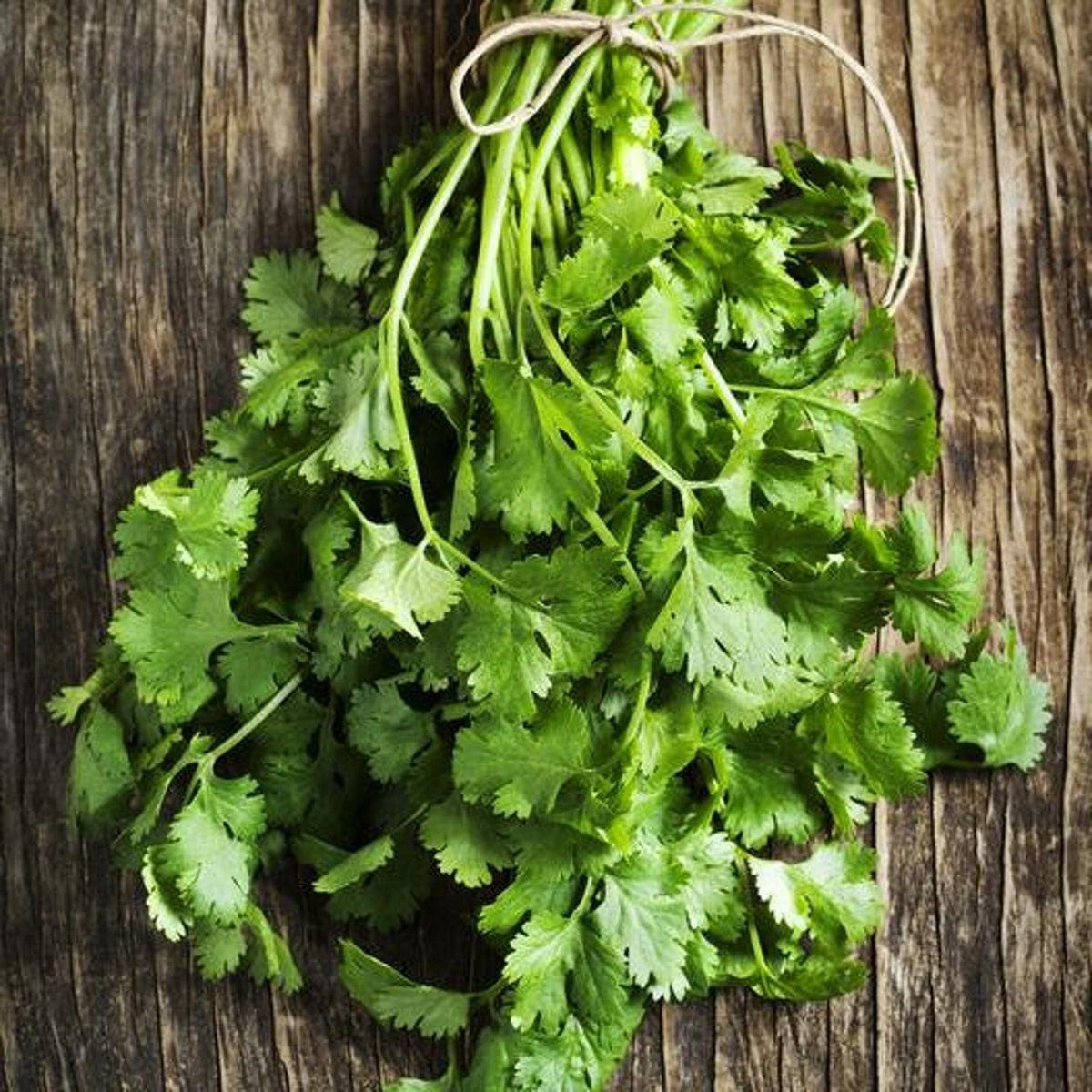 Fiesta Green Cilantro 50+ Seeds - Perfect for Planting and Gifting ...