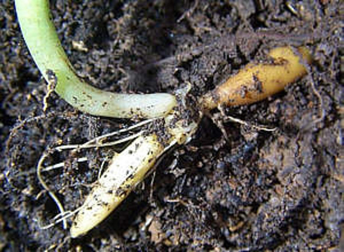 Bare Seeds Plants Cutleaf Toothwort Wildflower Zone 35+ Seeds - Perfec ...