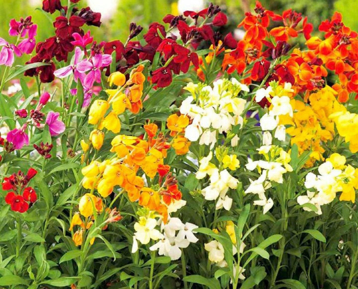 100+ Seeds English Wallflower Seeds - Perfect for Planting and Gifting ...