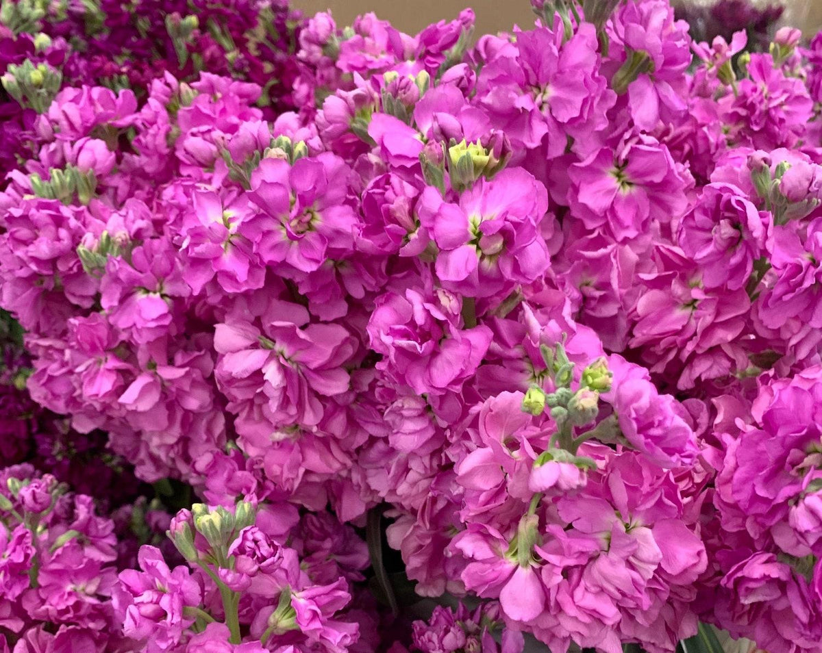 Katz Bright Rose Stock Flower Seeds, 40+ Seeds Open Pollinated, , Matt ...