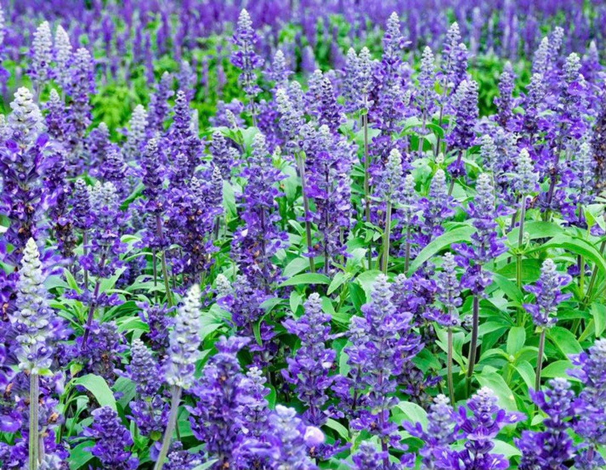 Salvia Flower Sage Seeds, Attracts Bees And Butterflies 100+ Seeds - P ...