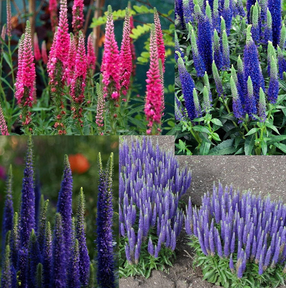 Mix Spiked Speedwell Veronica Spicata Blue Flower Hardy Compact 35+ Se ...