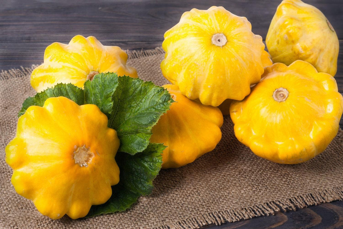 Organic Scallop Squash, Yellow Bush Scallop, Yellow Summer Squash, 35 ...