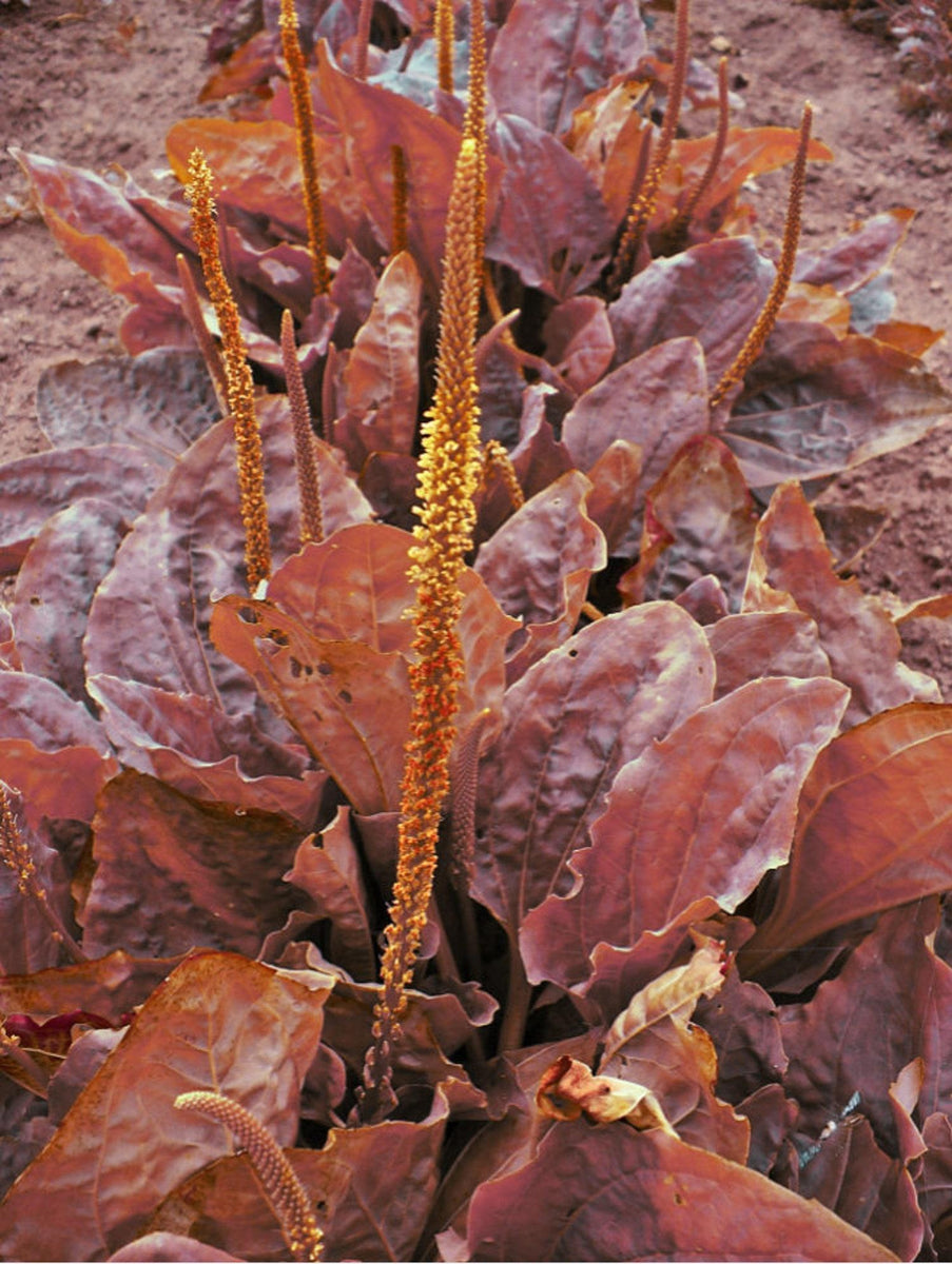 Red Plantain Plantago Major Rubrifolia 35+ Seeds Rare Seeds - Perfect ...