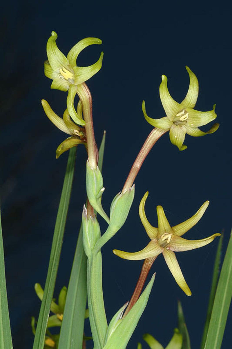 35+ Seeds Sia Viridis Seeds, - Perfect for Planting and Gifting – Seeds ...