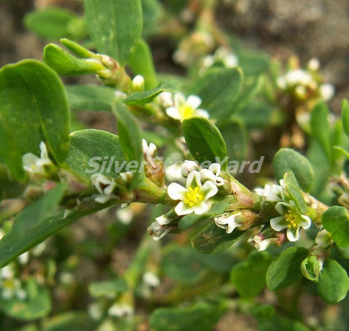 Polygonum Aviculare Seeds, 100+ Seeds, Sporysh, Ukrainian Organic Seed ...