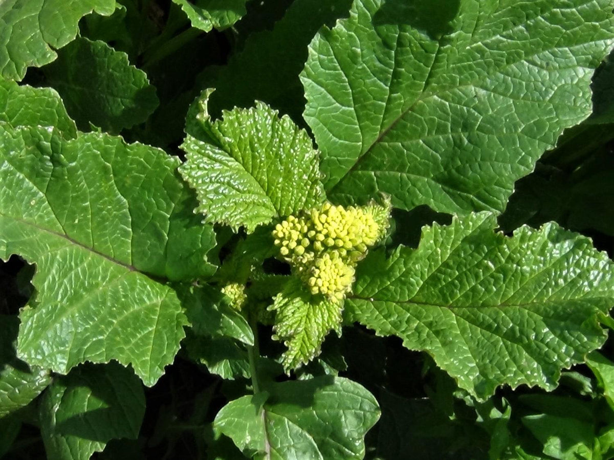 50+ Seeds Sinapis Arvensis Giant Leaves Seeds , Charlock Mustard Seeds ...