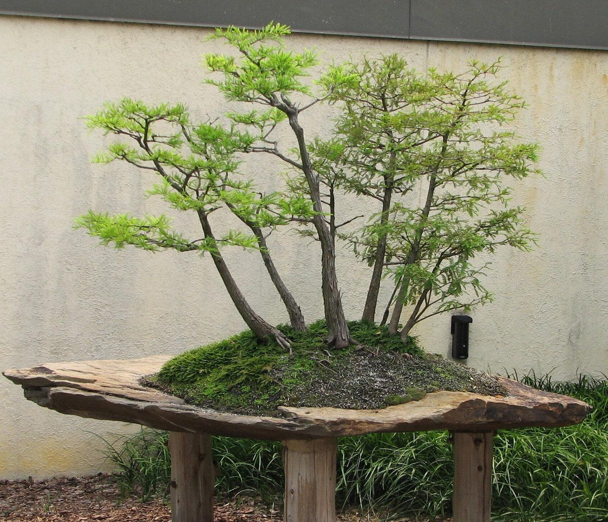 Bonsai Bald Cypr Taxodium Distichum 35+ Seeds Rare Seeds - Perfect for ...