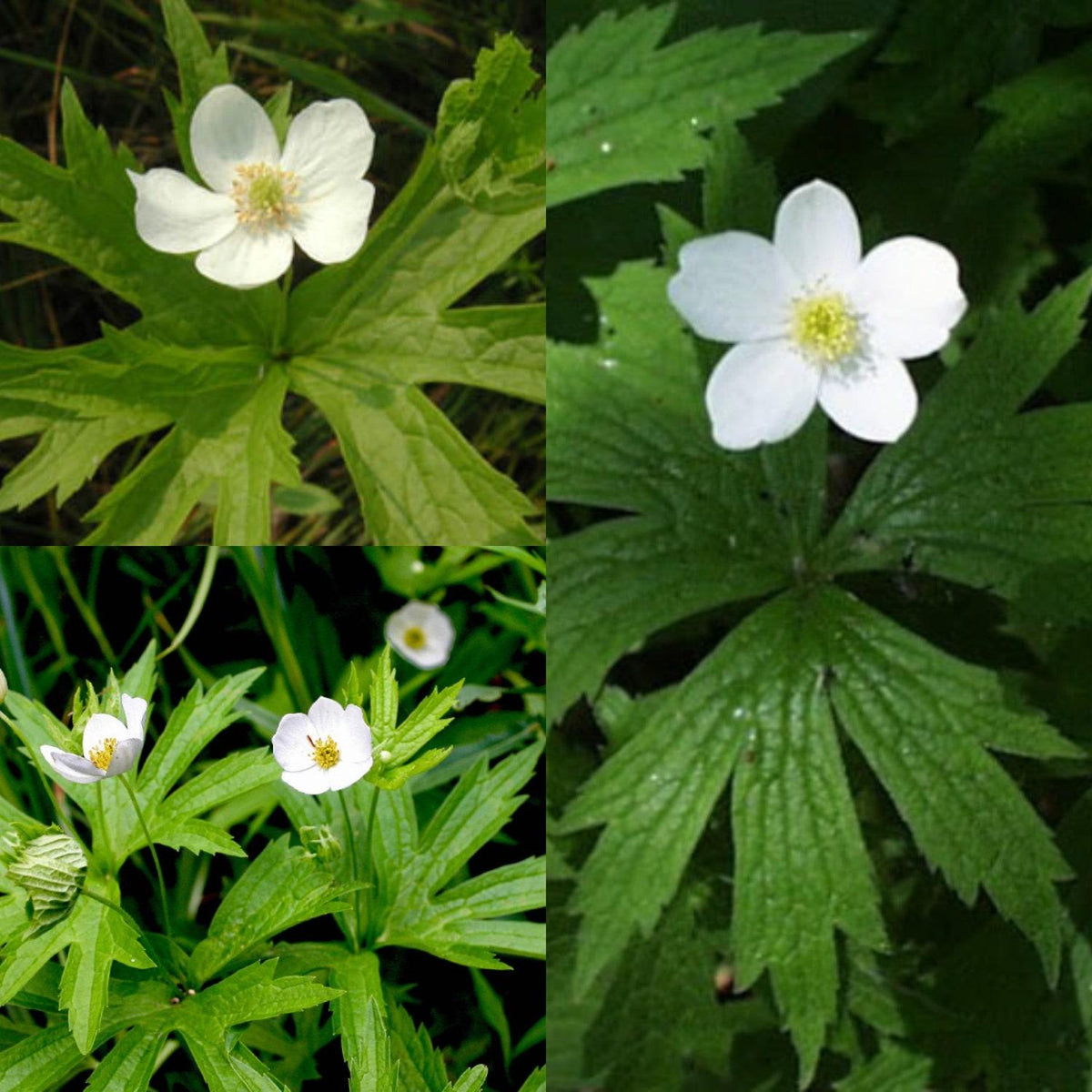 50+ Seeds For Planting, Anemone Canadensis Seeds, Anemonastrum Canaden ...
