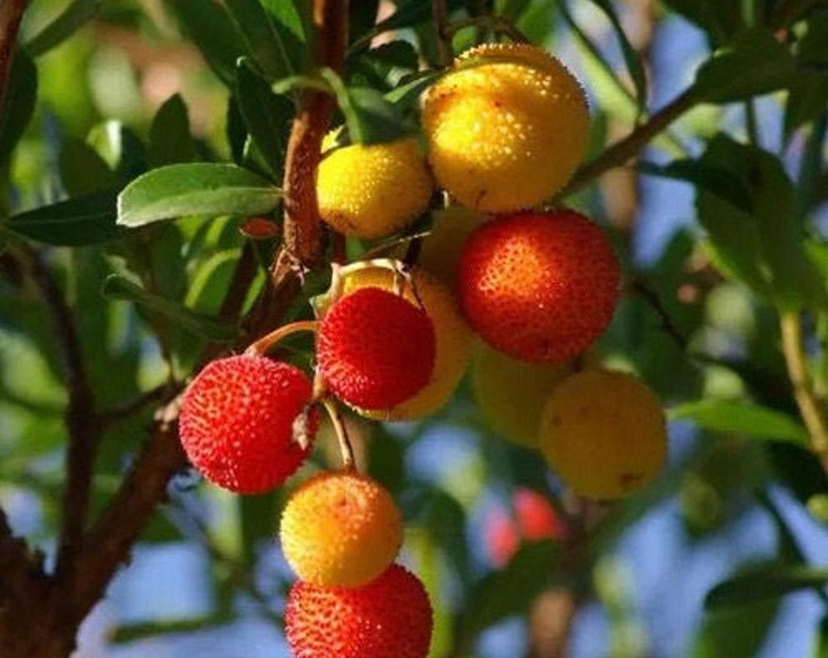 Wild Strawberry Tree Seeds 35+ Seeds Organic Seeds Arbut Unedo - Perfe ...