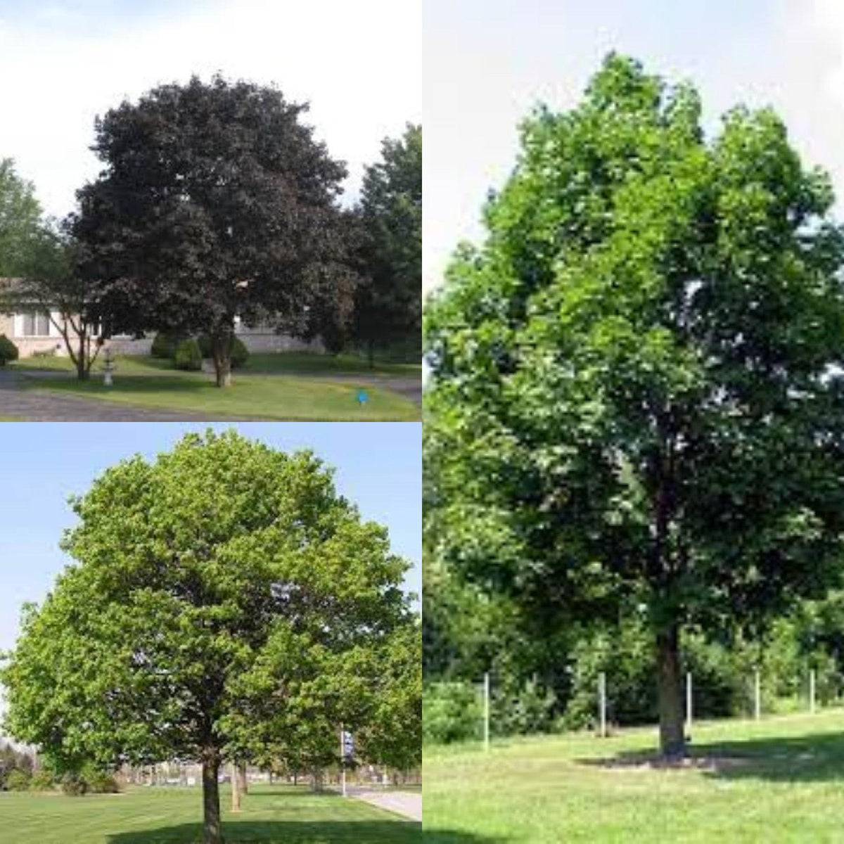 50+ Seeds Platanoides Dewinged Seeds, Norway Maple, Seeds Wholesale Se ...