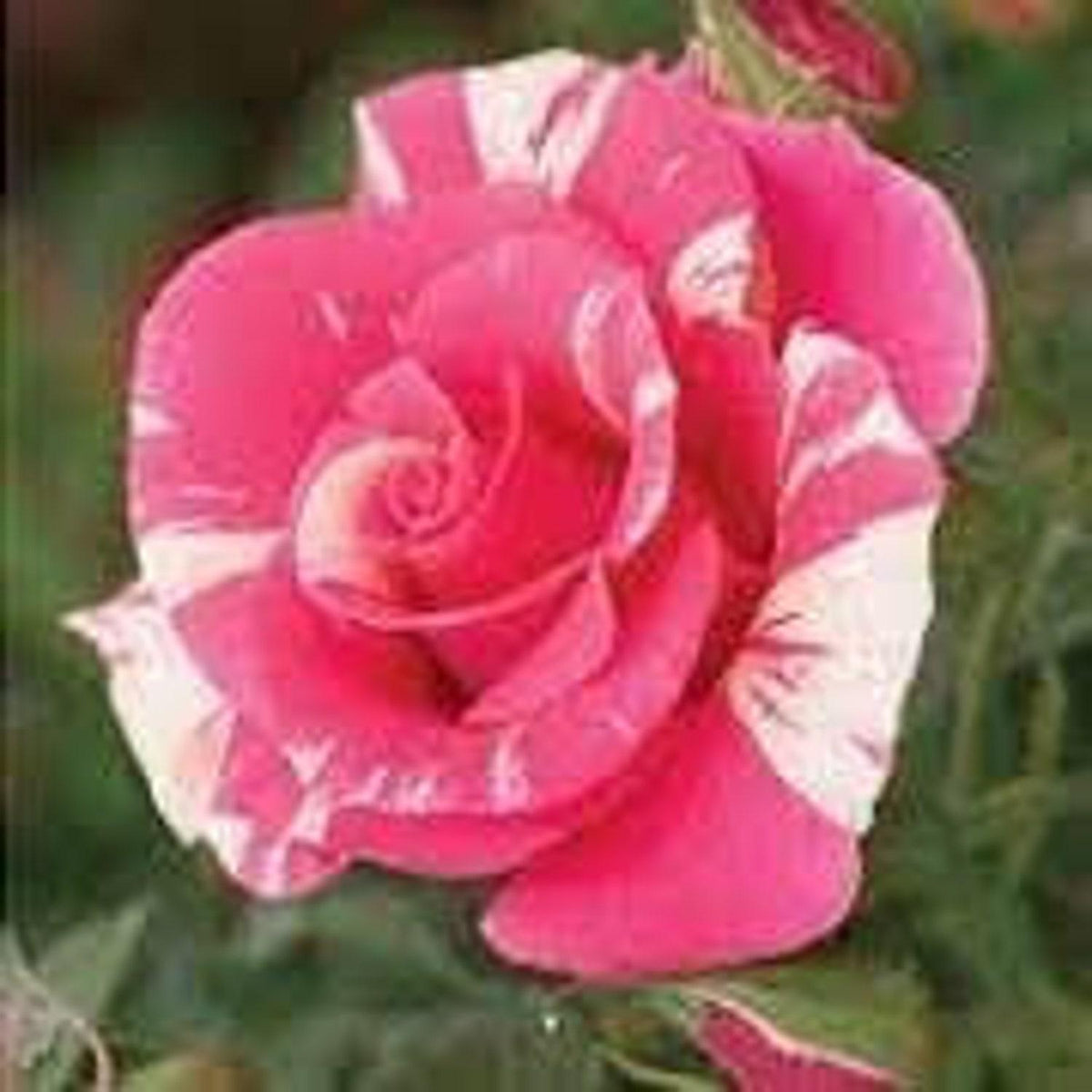 Rare Seed Candyland Rose Seed Flower For Planting Bush Pink White Rare ...