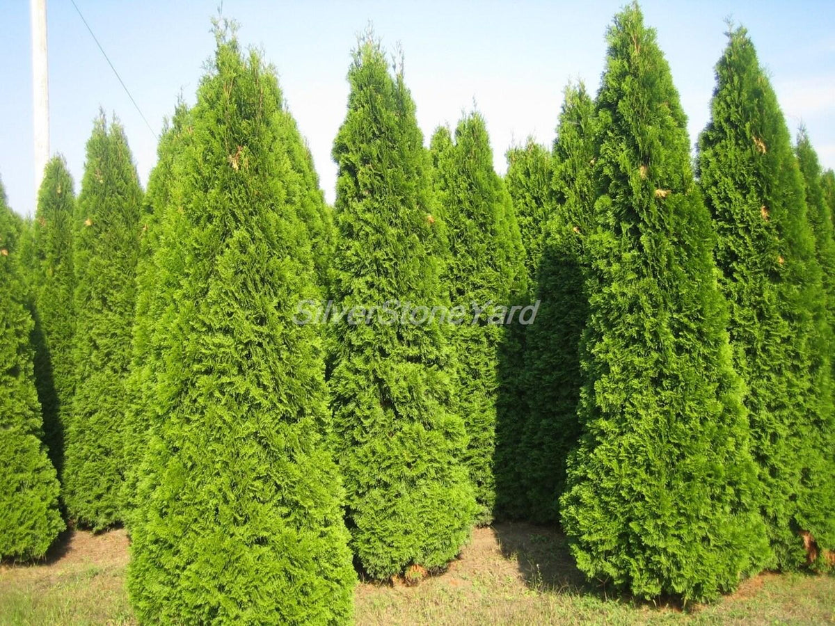 Thuja Occidentalis Seeds Thuja Occidentalis Igiata Ukrainian Organic S ...