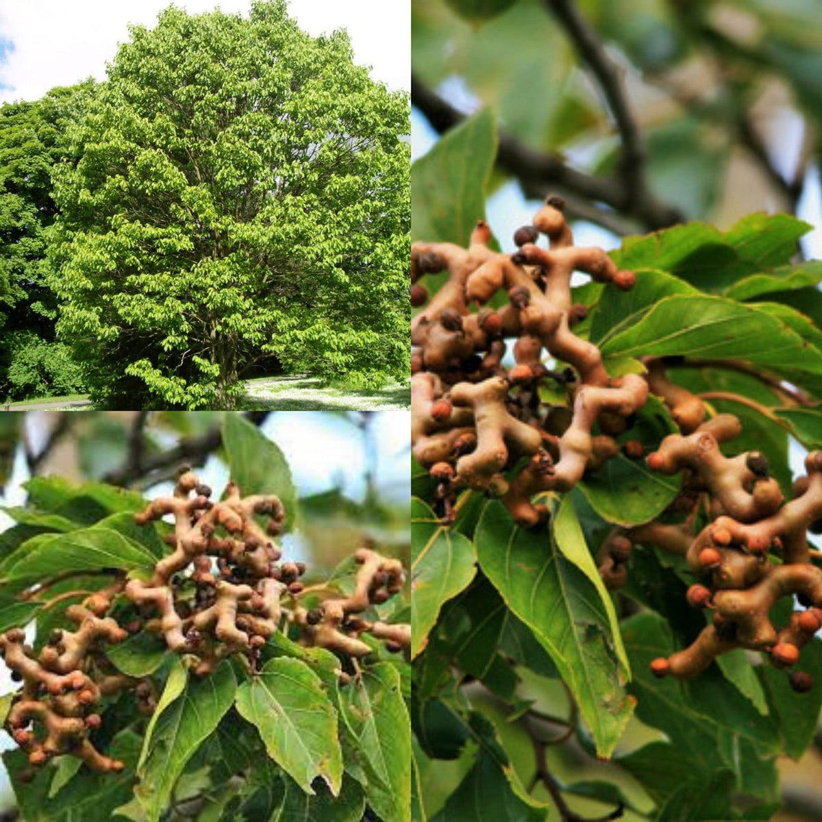 50+ Seeds Hovenia Dulcis Seeds, Japanese Raisin Tree, Oriental Raisin ...