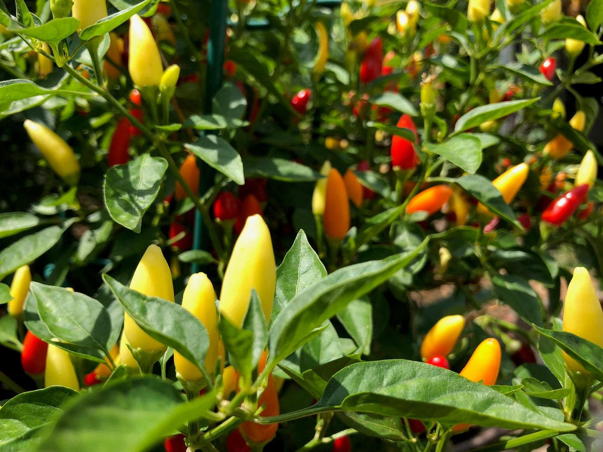 35+ Seeds Starter Plant Of Vietnamese Tear Jerker Pepper Hot, Pretty ...