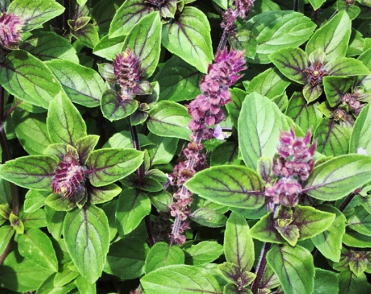 Persian Basil Seeds (iranian Basil) Ocimum Basilicum Herb Garden Sabzi ...