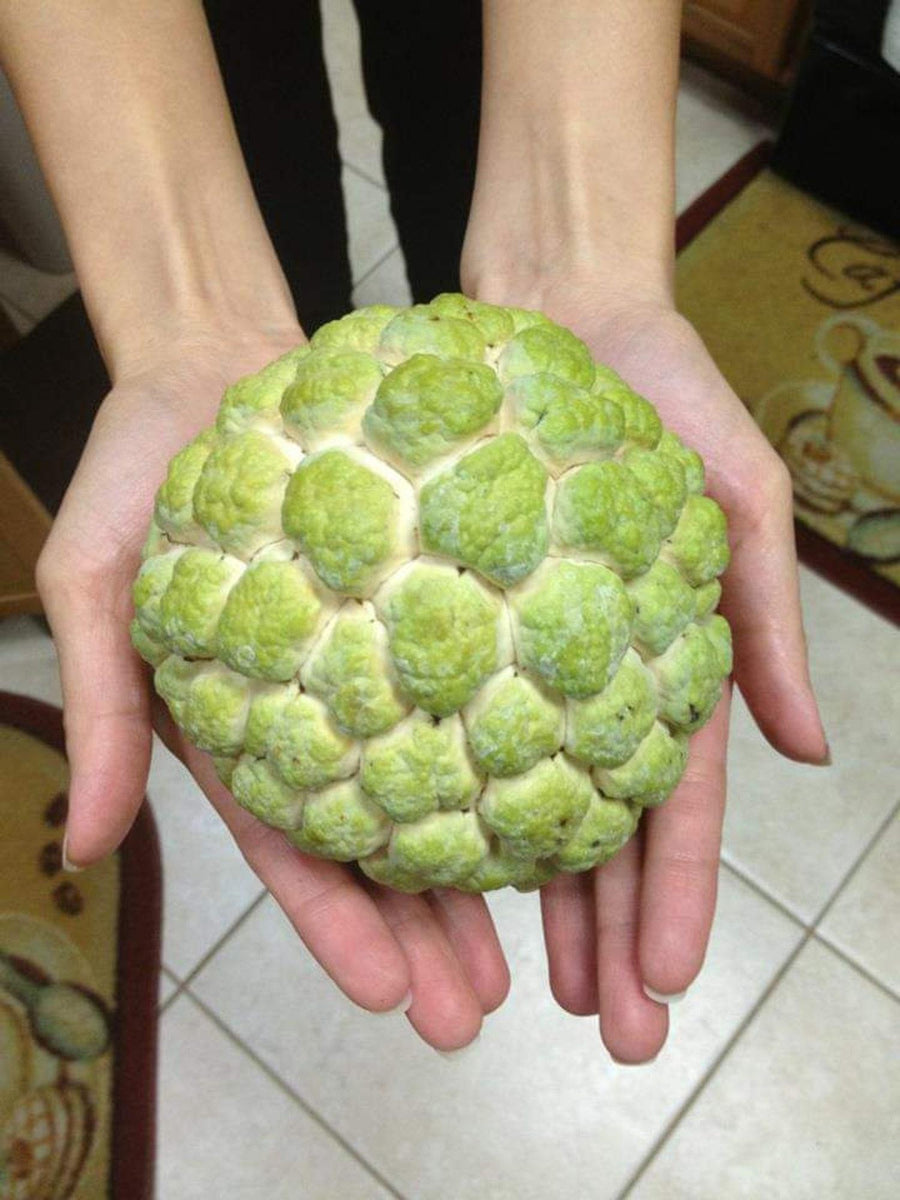 50+ Seeds Sugar Apple Seeds Thai Fresh Ctard Apple Seeds, Ana Reticula ...