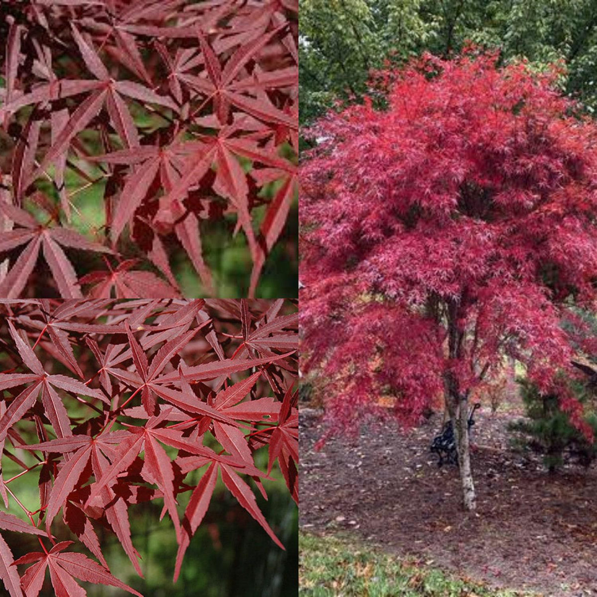 50+ Seeds Palmatum Matsumurae Beni Otake Dry Seed, Big Red Bamboo Japa ...