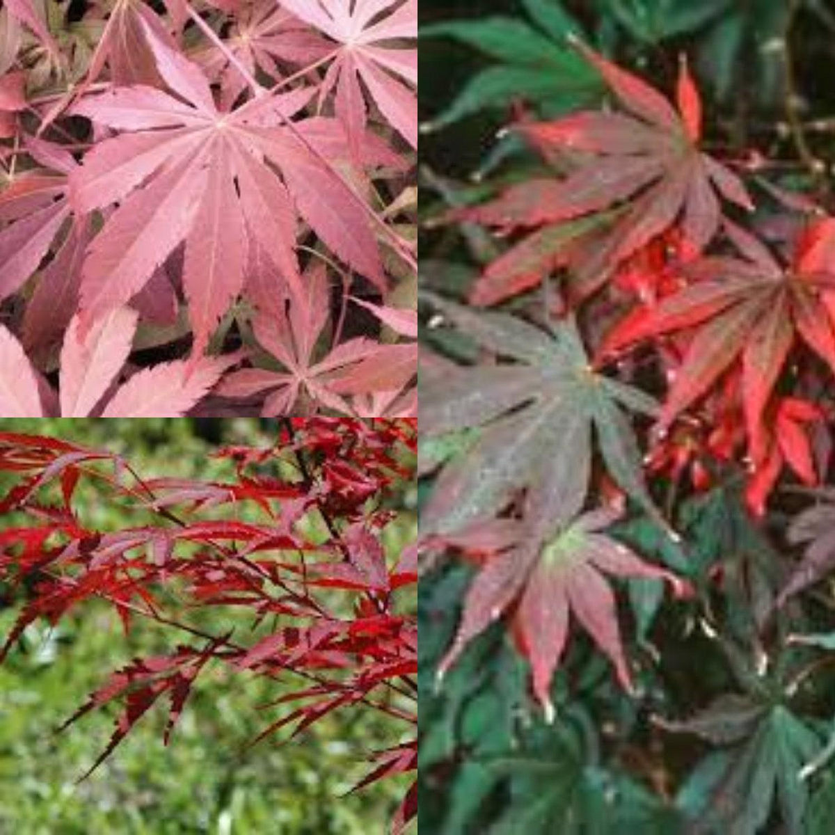 50+ Seeds Palmatum Matsumurae Inazuma Dry Seed, Inazuma Japanese Maple ...