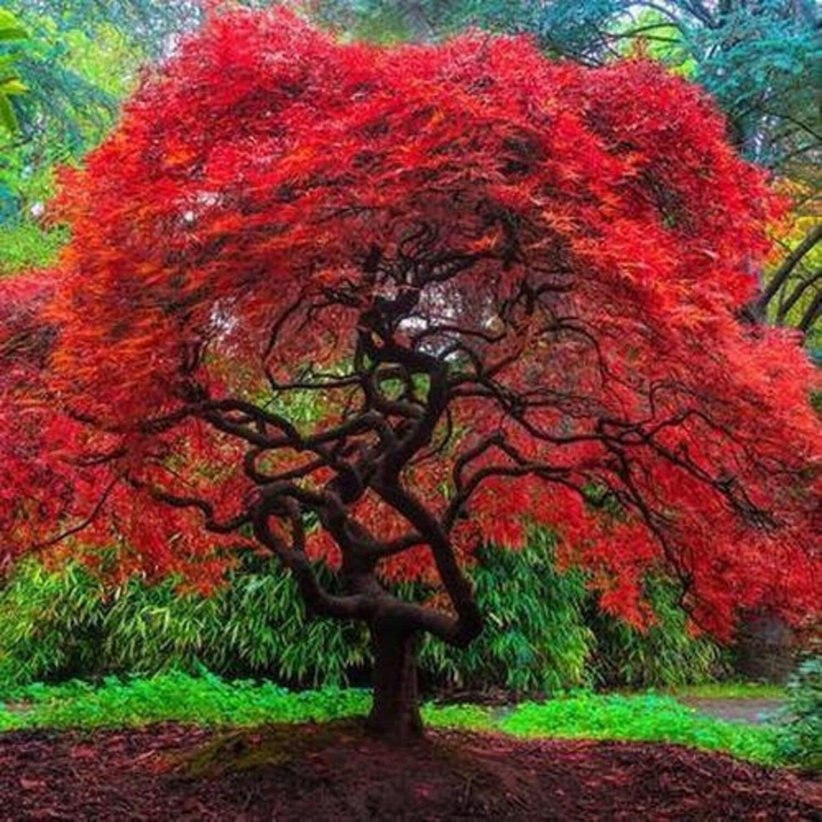 50+ Seeds Japanese Amur Maple Tree Seeds - Perfect for Planting and Gi ...