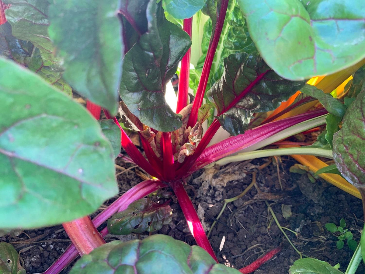 Magenta Sunset Swiss Chard Seeds, 100+ Seeds , , Beta Vulgaris Cicla ...