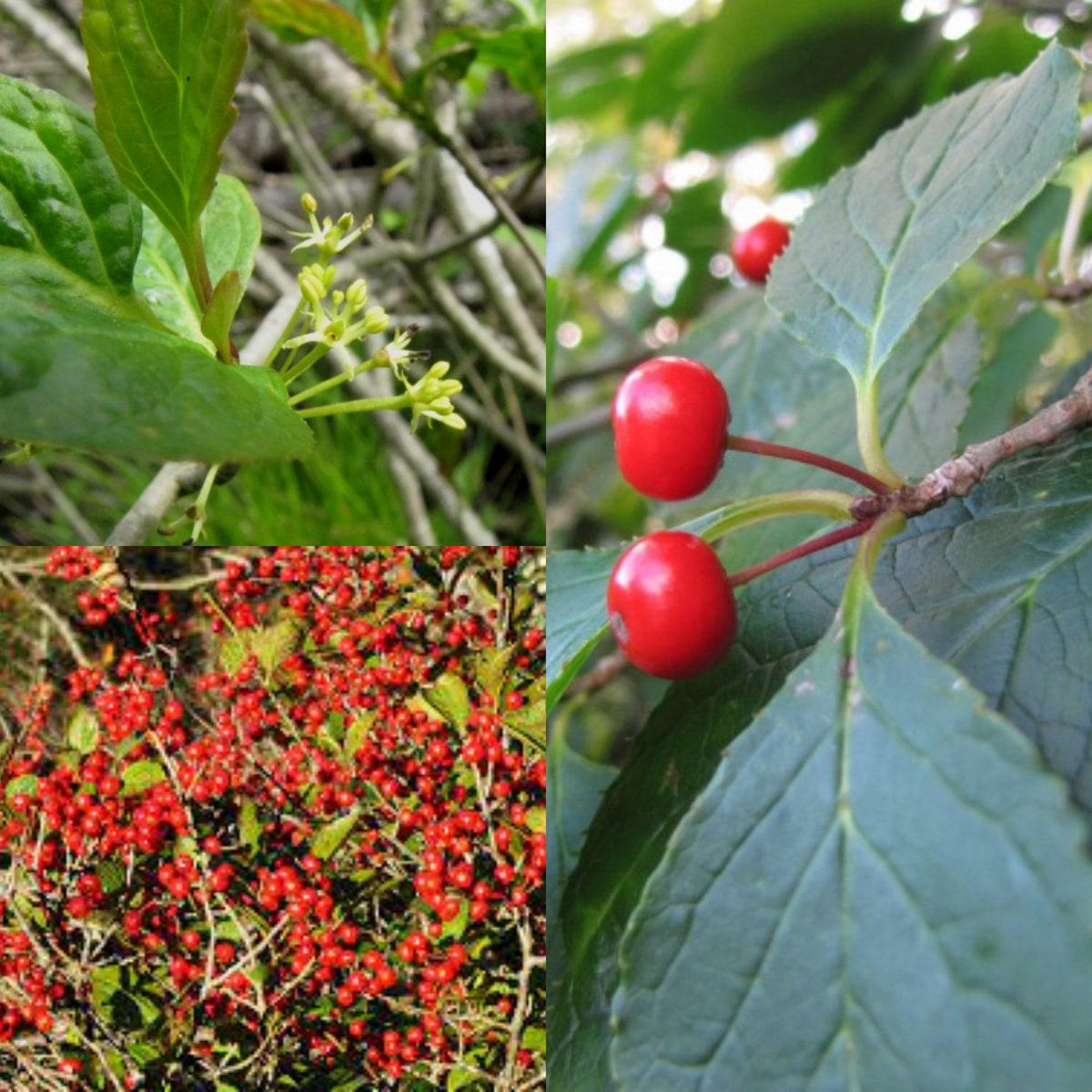Seeds Ilex Collina Seeds, Longstalk Holly, Long Stalk Holly, Cherry Ho ...