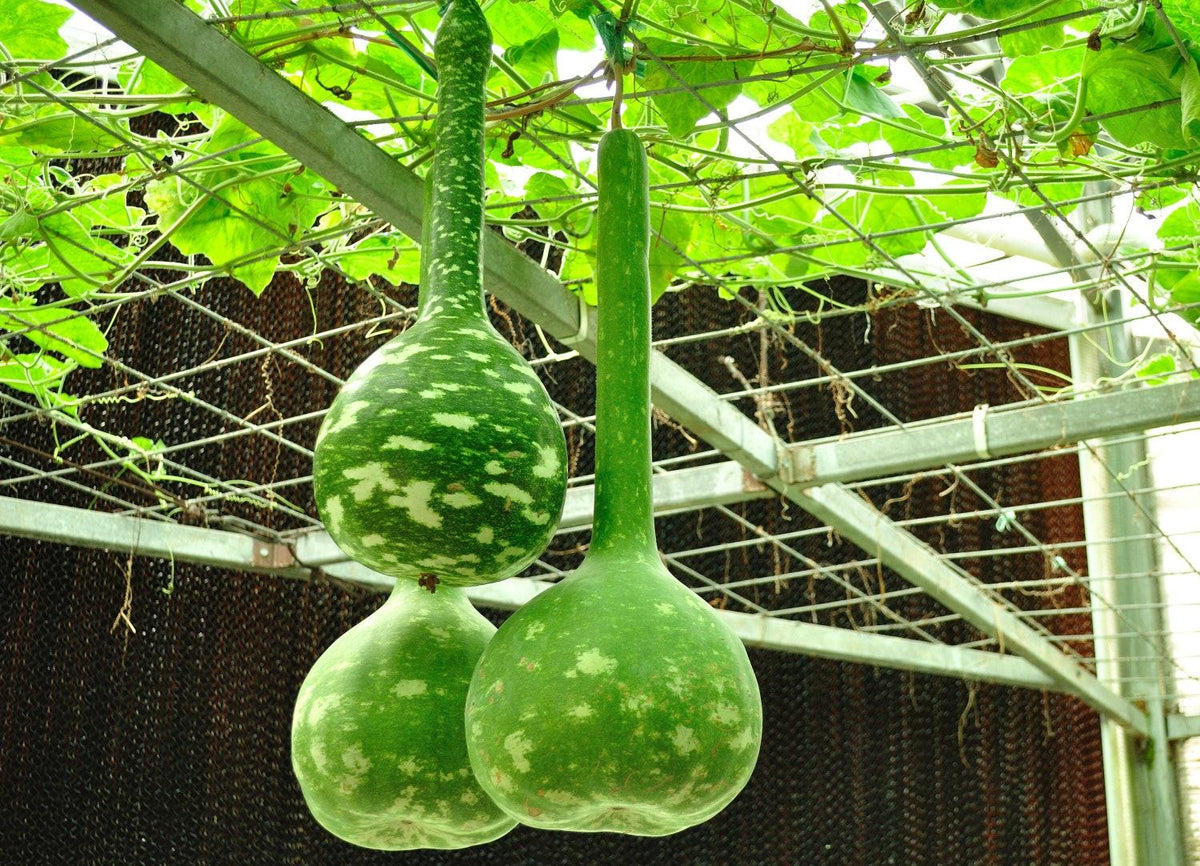 Long Handle Dipper Gourd Seeds, Dipper Gourds, Ornamental Gourds, 35 ...