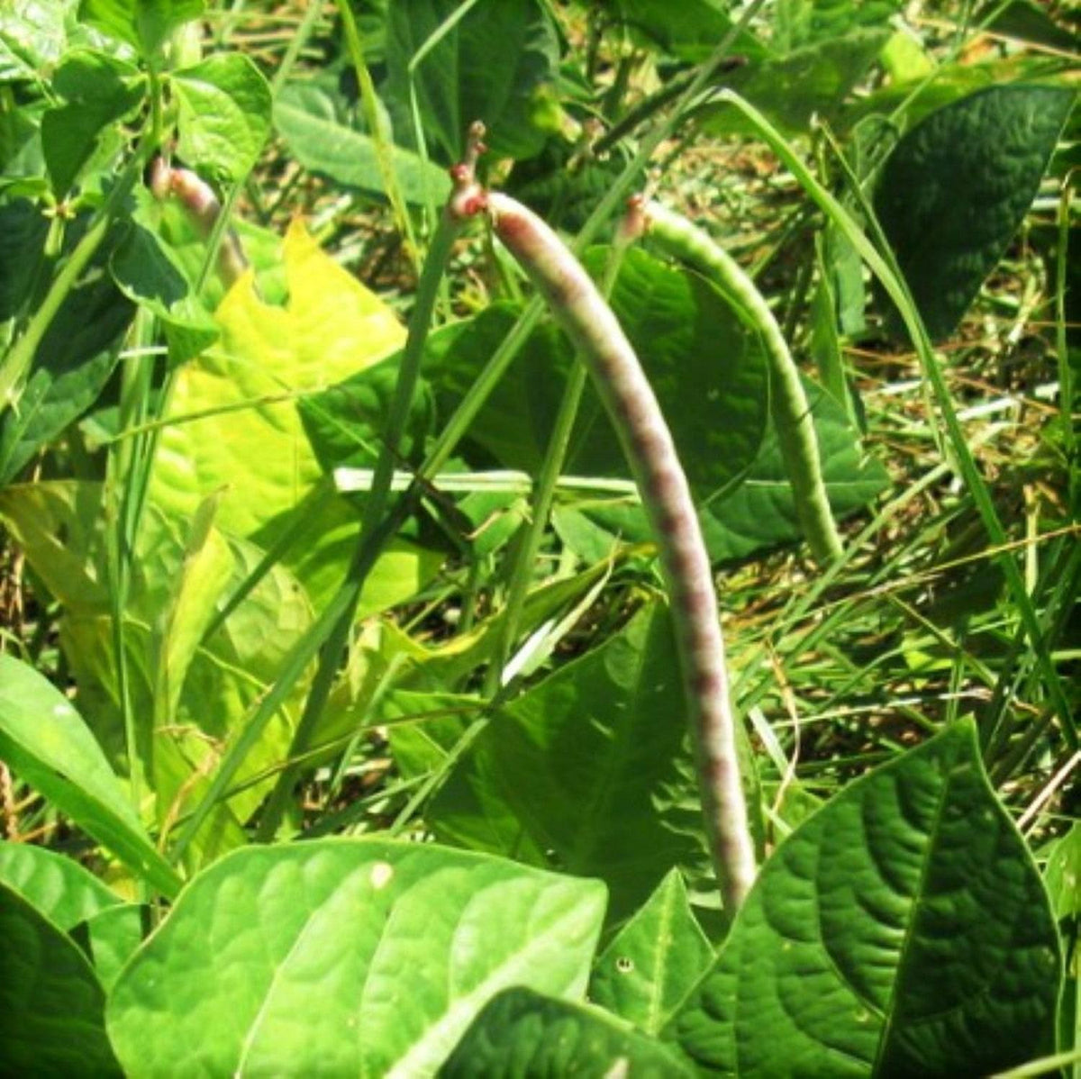 Iron And Clay Cowpea Seeds Southern Field Pea Cover Crop Brown Crowder ...