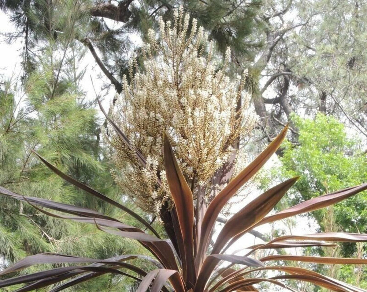 Purple Cabbage Tree Atralis Purpurea 30+ Seeds - Perfect for Planting ...