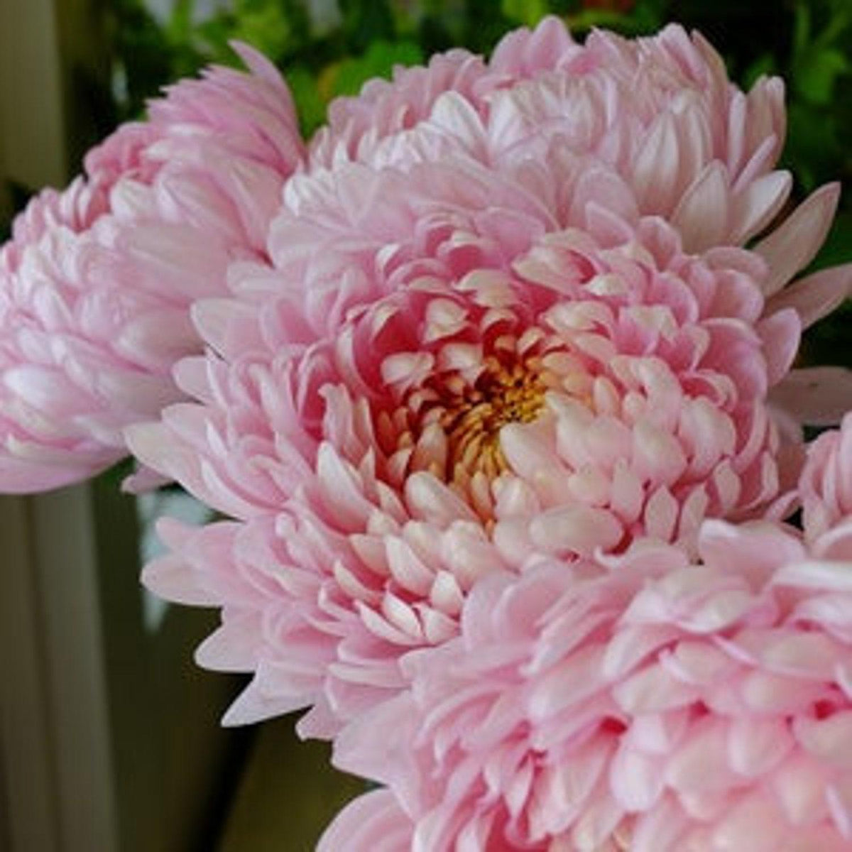 50+ Seeds Peony Duchess Seeds, Pink Peony Flowers, Tall Pink Flowers ...
