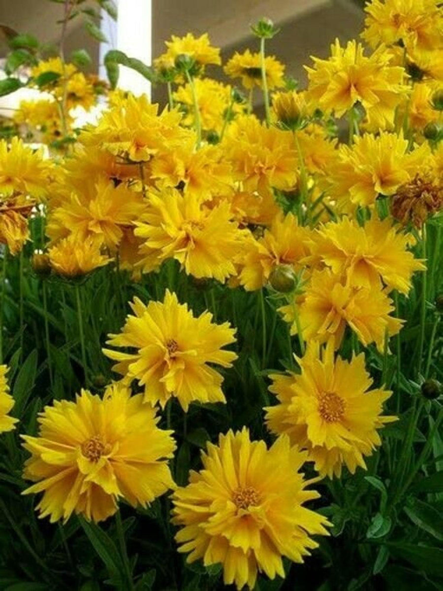 Sunray Coreopsis Grandiflora Florifero Seeds, 100+ Seeds Mg - Perfect ...