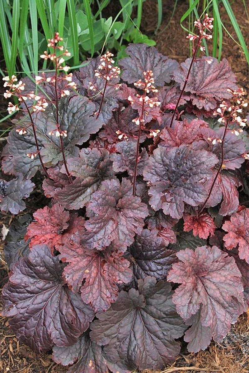 Heuchera Sanguinea Bressingham Coral Bells Hybrid Seeds 100+ Seeds Flo ...