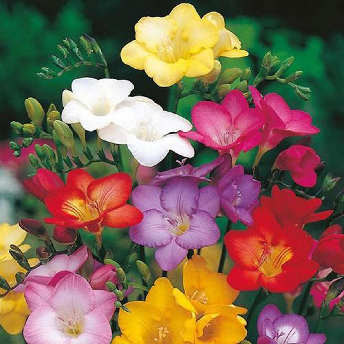 Sia Royal Crown Mixed Flower Seeds 35+ Seeds Rare Fresh Seeds - Perfec ...