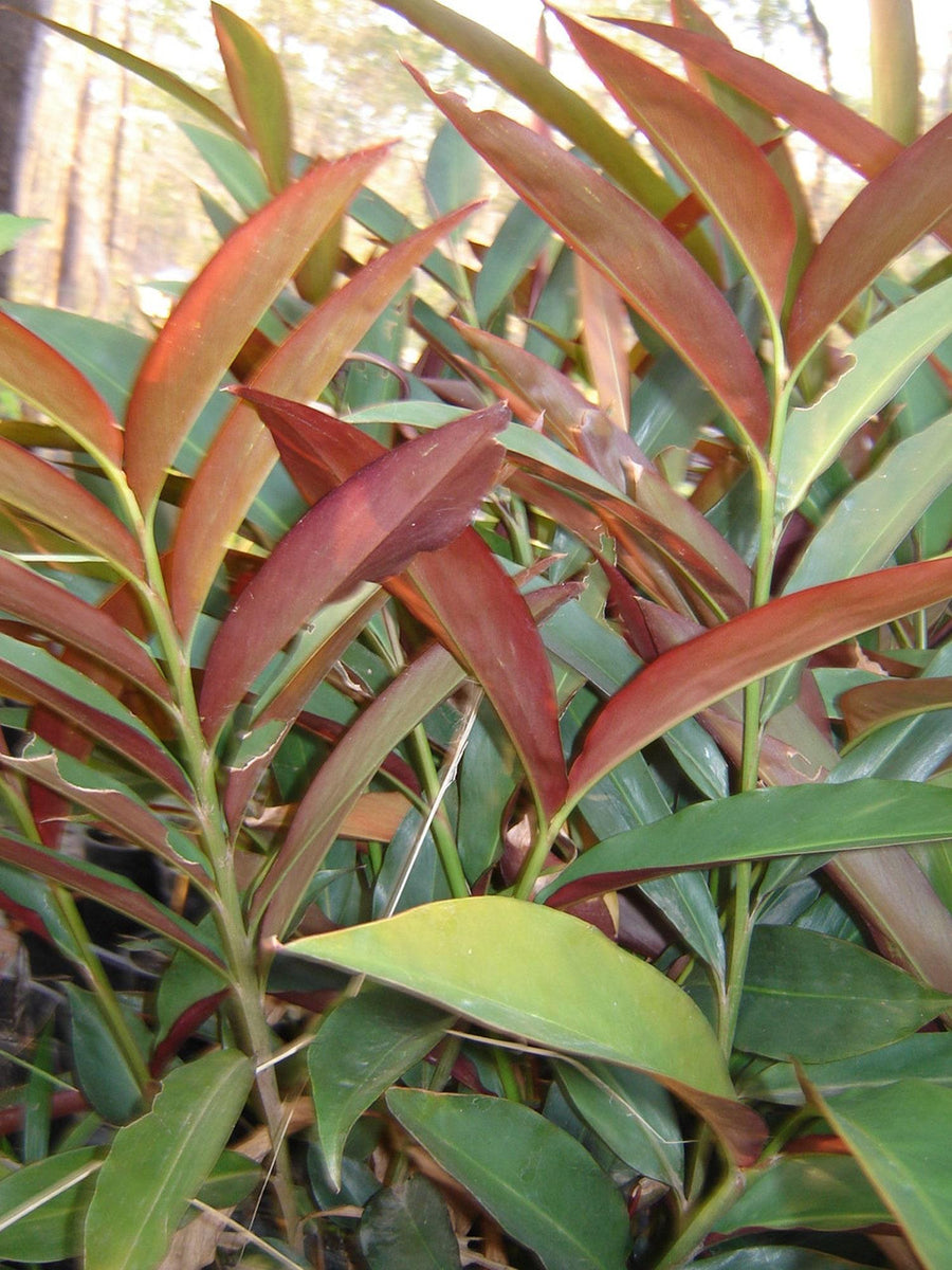 35+ Seeds Alpinia Caerulea Seeds, Native Ginger Red Back Seeds, Native ...