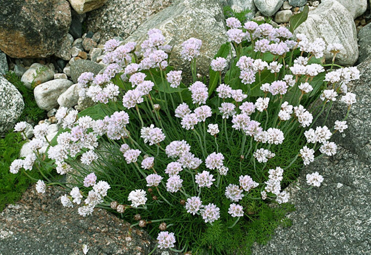 White Sea Thrift Pompom Armeria Pseudoarmeria Ground Cover Groundcover ...
