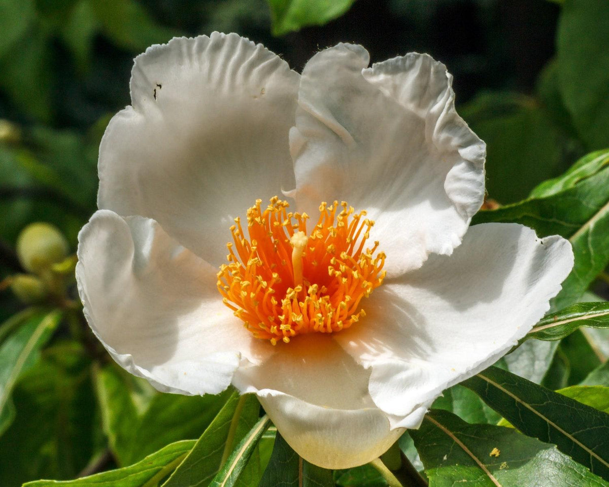Franklin Tree Franklinia Alatamaha 35+ Seeds ( ) - Perfect for Plantin ...