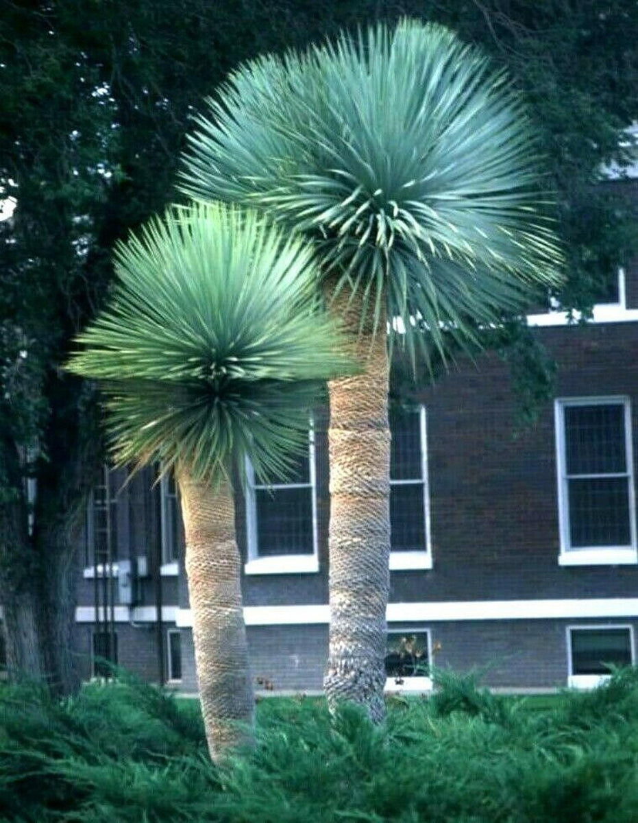Hardy Beaked Yucca Zone 35+ Seeds Yucca Rostrata Silver Grey Gray Foli ...