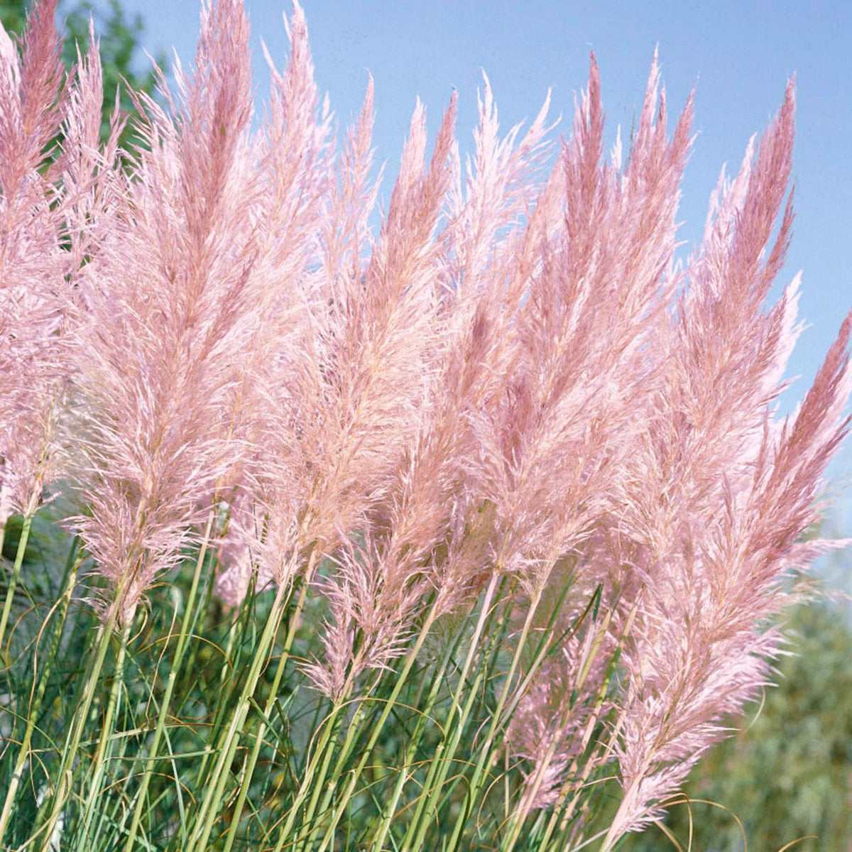 50+ Seeds Pink Pampas Ornamental Grass Seeds, Beautiful Pink Plumes, F ...