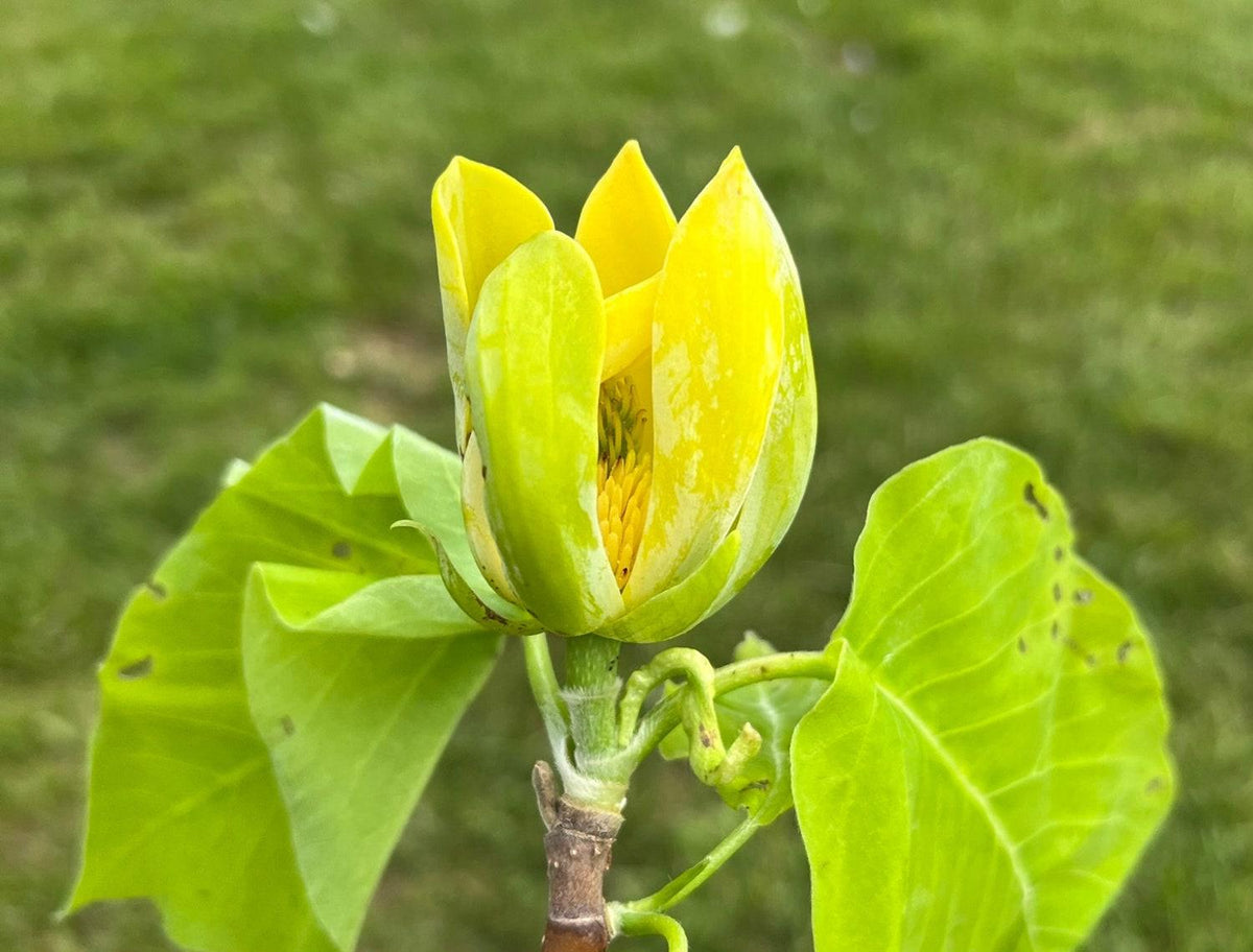 Yellow Magnolia Magnolia Acuminata 35+ Seeds ( ) - Perfect for Plantin ...