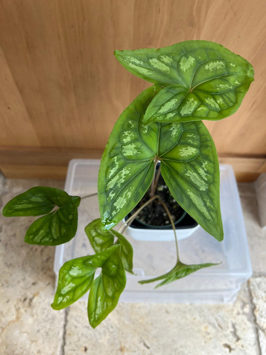 50+ Seeds Ulearum Donburnsil Plant Variegated Ulearum Donburnsii Rare ...